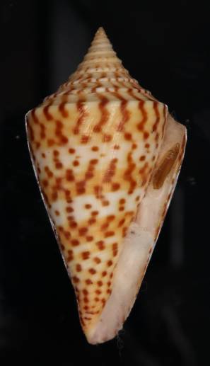 shellauction.net :: Conasprella delessertii - 3721917