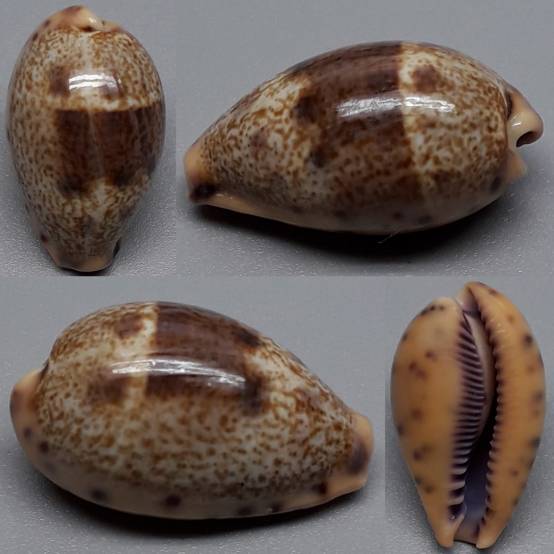 shellauction.net :: Contradusta walkeri - 3721987