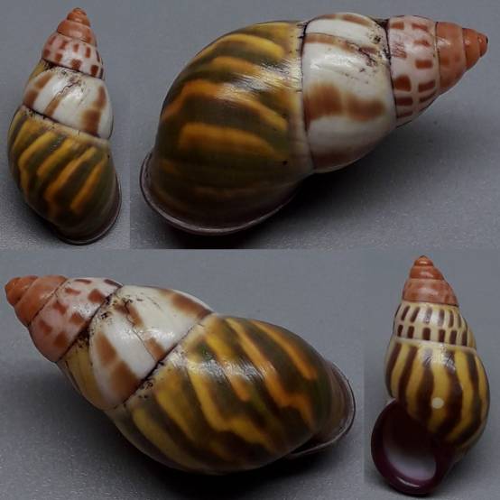 shellauction.net :: Amphidromus latestrigatus sumbaensis - 3722055