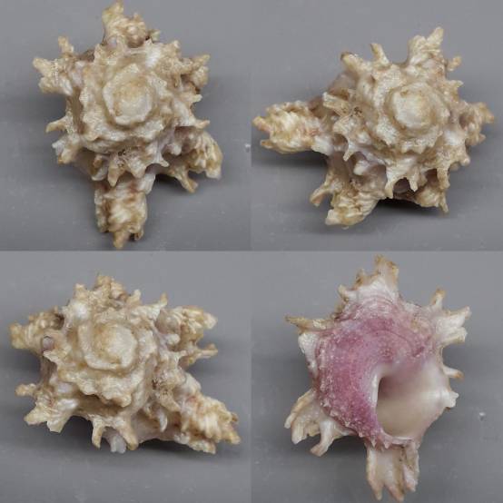 shellauction.net :: Astralium sp. - 3722114