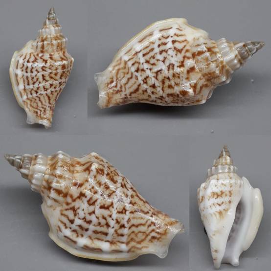 shellauction.net :: Ministrombus variabilis - 3722348