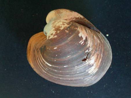 shellauction.net :: Glossus humanus - 3722733