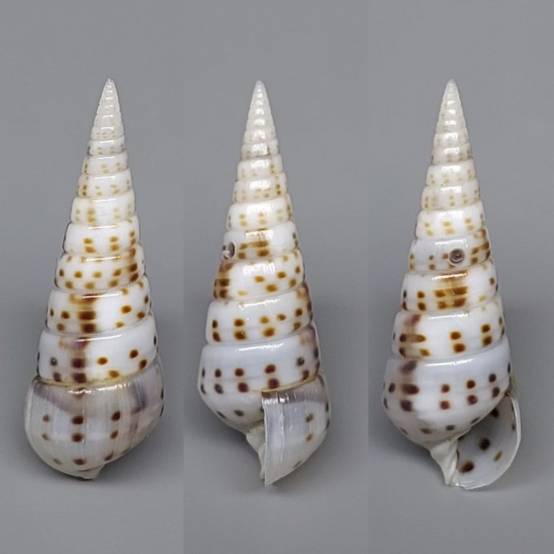 shellauction.net :: Longchaeus acus - 3722785