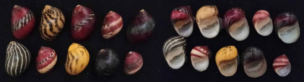 shellauction.net :: Vittina waigiensis - 3722883