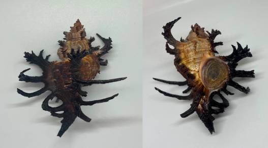 shellauction.net :: Chicoreus cornucervi - 3722886