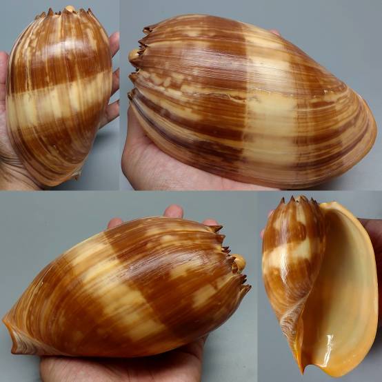 shellauction.net :: Melo amphora - 3722913