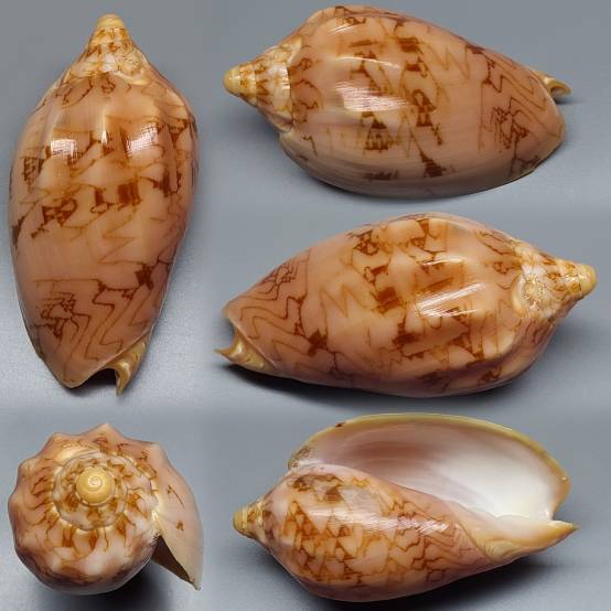 shellauction.net :: Cymbiola mariaemma - 3722936