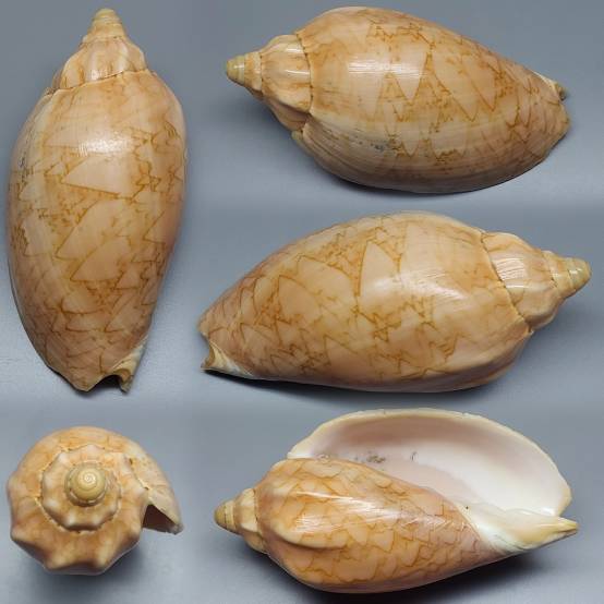 shellauction.net :: Cymbiola mariaemma - 3722941