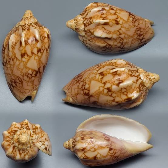 shellauction.net :: Cymbiola mariaemma - 3722942