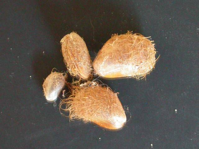 shellauction.net :: Modiolula phaseolina - 3722948