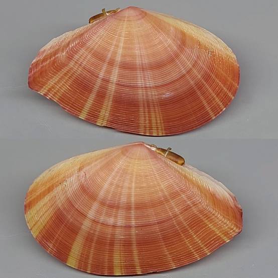 shellauction.net :: Tellinella virgata - 3723052