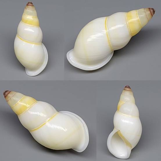 shellauction.net :: Amphidromus pamabbasae - 3723056