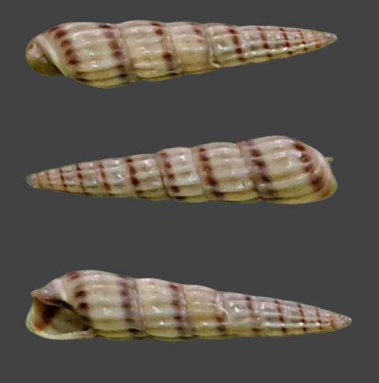 shellauction.net :: Punctoterebra plumbea - 3723093