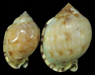 shellauction.net :: Semicassis zeylanica - 3723160