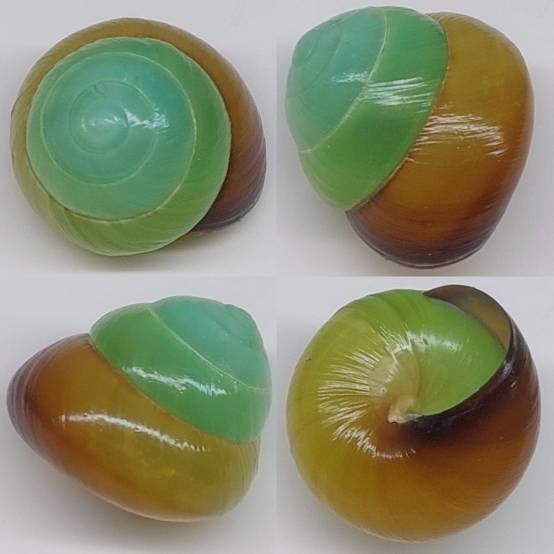 shellauction.net :: Asperitas bimaensis choclostyloides - 3723183