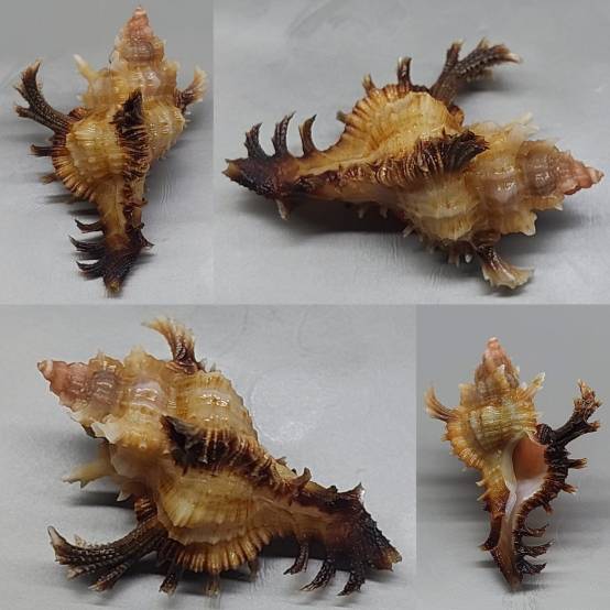 shellauction.net :: Chicoreus sp. - 3723187