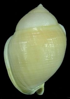 shellauction.net :: Semicassis craticulata - 3723331
