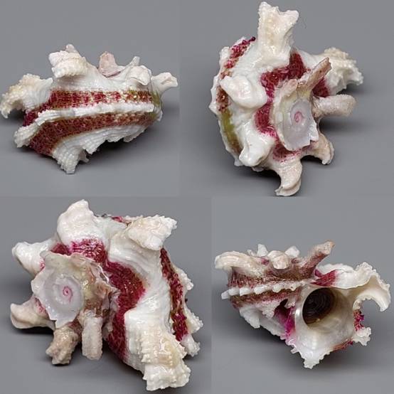 shellauction.net :: Angaria formosa - 3723346