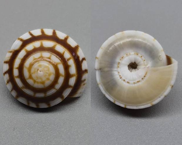 shellauction.net :: Architectonica sp. - 3723385