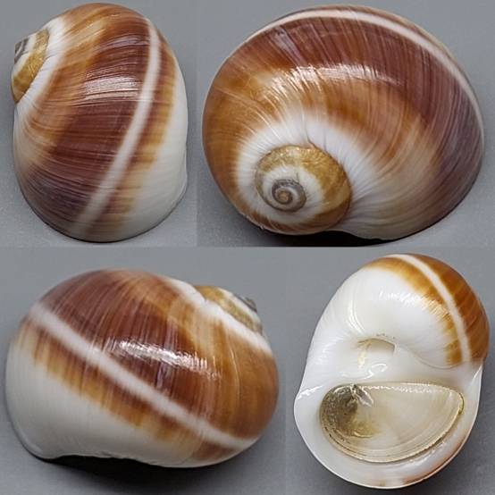 shellauction.net :: Natica vitellus - 3723440