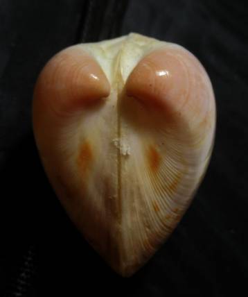 shellauction.net :: Mactra turgida - 3723472