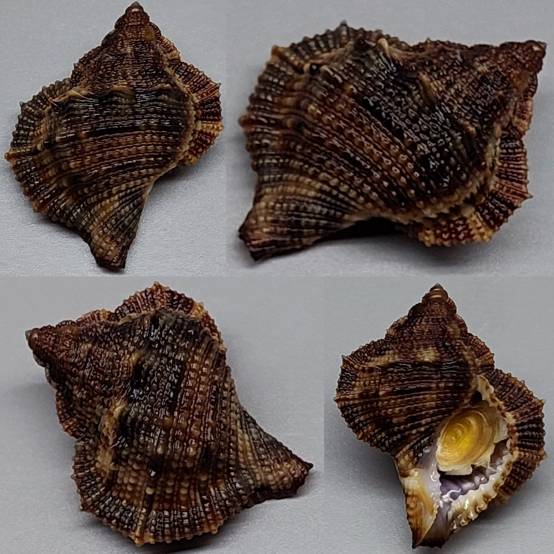 shellauction.net :: Bufonaria sp. - 3723543