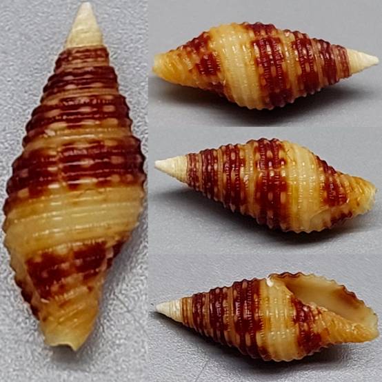 shellauction.net :: Mitra sp. - 3723549