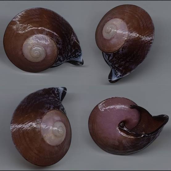 shellauction.net :: Rhynchotrochus sp. - 3723570