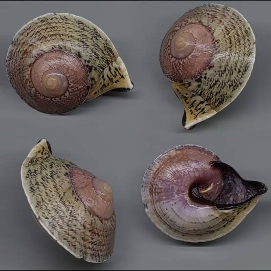 shellauction.net :: Rhynchotrochus sp. - 3723571