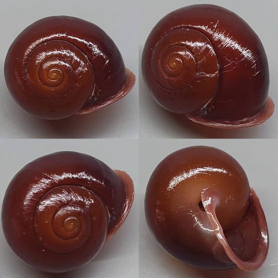 shellauction.net :: Chloritis argillacea - 3723586