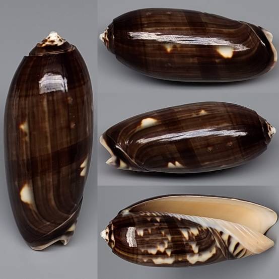 shellauction.net :: Oliva miniacea miniacea f. magnifica - 3723839