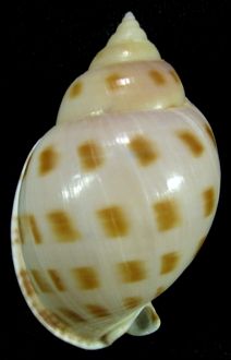 shellauction.net :: Semicassis bulla obscura - 3723961