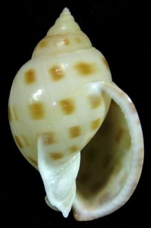 shellauction.net :: Semicassis bulla obscura - 3723961