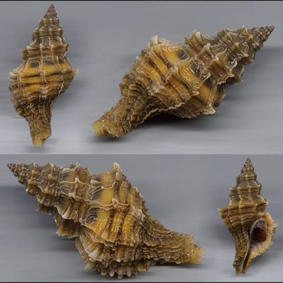 shellauction.net :: Orania mixta - 3724030