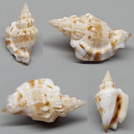 shellauction.net :: Dolomena pulchella - 3724184