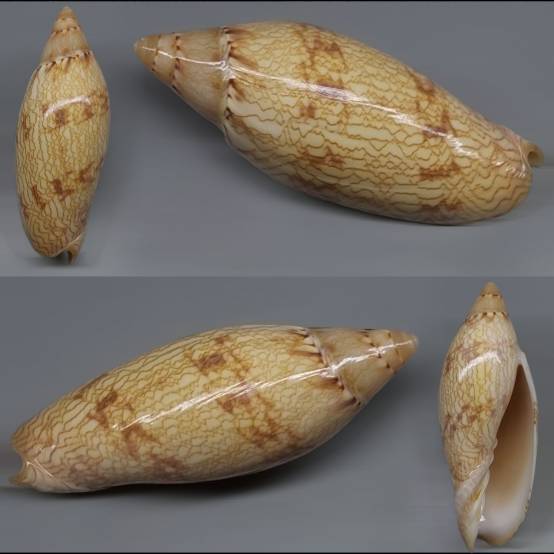 shellauction.net :: Amoria turneri - 3724217