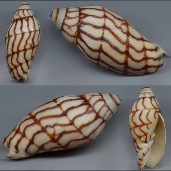 shellauction.net :: Volutoconus bednalli - 3724246