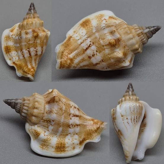 shellauction.net :: Ministrombus variabilis - 3724304