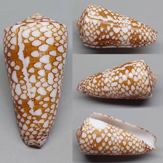 shellauction.net :: Conus nobilis - 3724407