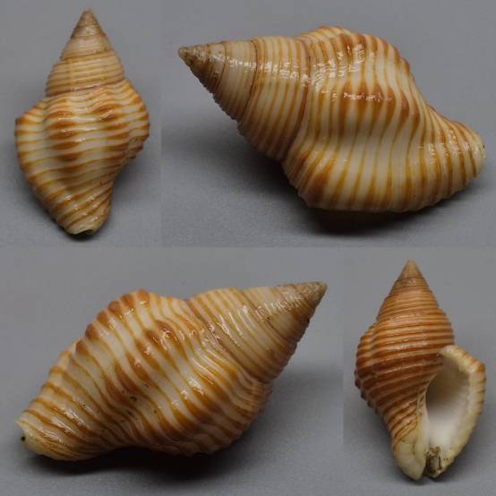 shellauction.net :: Pollia fumosa - 3724411