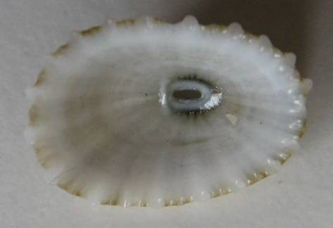 shellauction.net :: Diodora sp. - 3724415