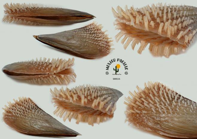 shellauction.net :: Atrina maura - 3724444