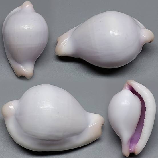 shellauction.net :: Ovula costellata - 3724468