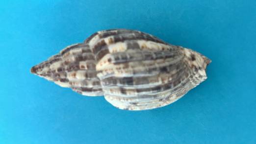 shellauction.net :: Lyria mitraformis - 3724603