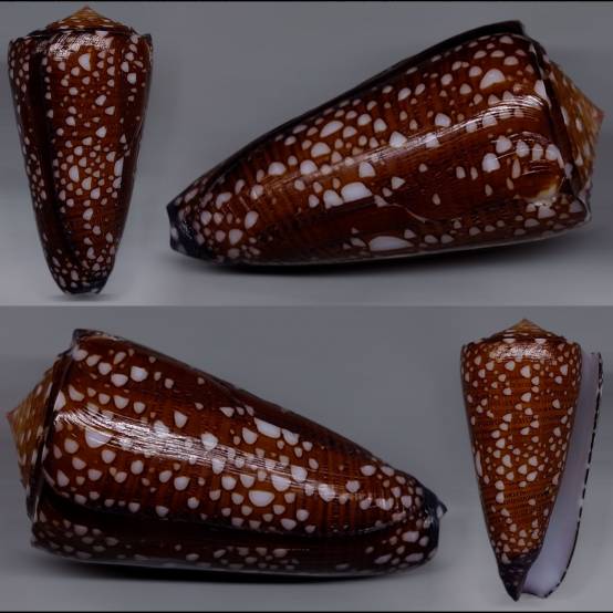 shellauction.net :: Conus Nobilis victor - 3724749