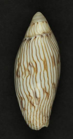 shellauction.net :: Amoria turneri - 3724847