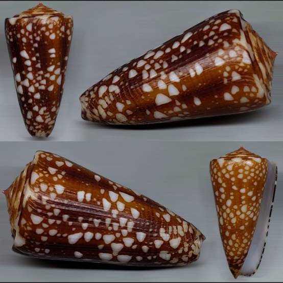 shellauction.net :: Conus sp. - 3724862