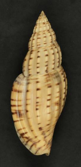 shellauction.net :: Lyria boholensis - 3724872