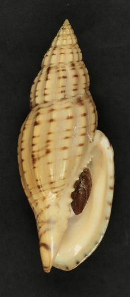 shellauction.net :: Lyria boholensis - 3724872