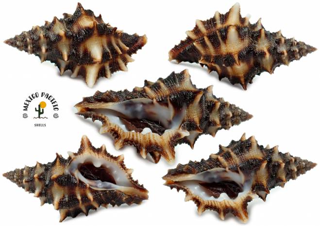 shellauction.net :: Zetecopsis zeteki - 3724883